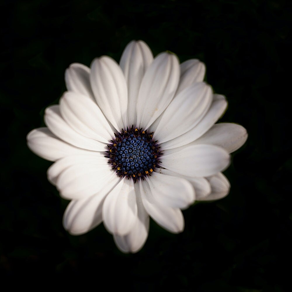 Autocolant Art Star pentru mobilier, Floare alba pe fundalul negru ...