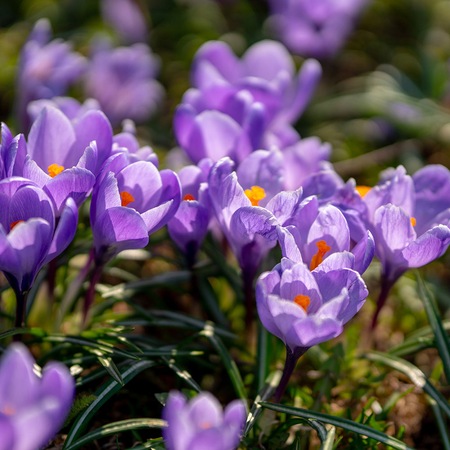 Autocolant Art Star pentru mobilier, Branduse violet, Flori, autoadeziv ...