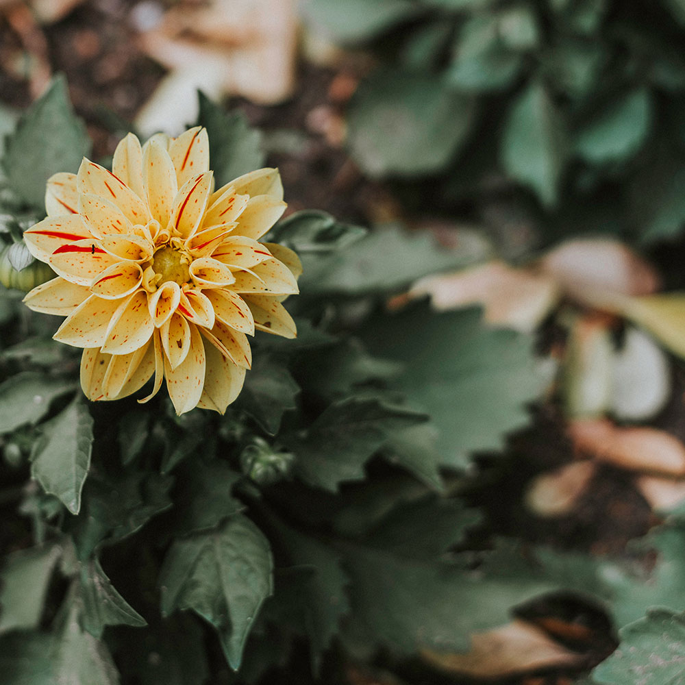 Autocolant Art Star pentru mobilier, Floare salbatica galbena cu dungi ...