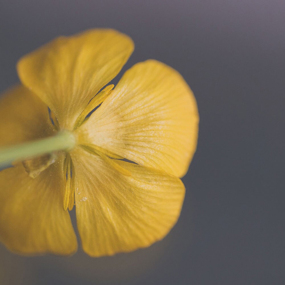 Art Star matrica bútorokhoz, Sárga virág alulról nézve, Virágok ...