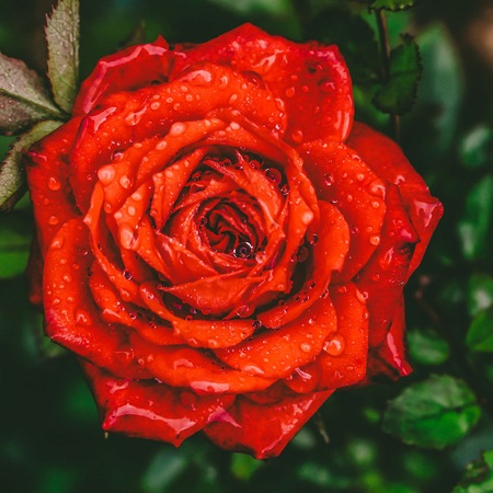 Autocolant Art Star pentru mobilier, Rosu aprins, Flori, autoadeziv ...