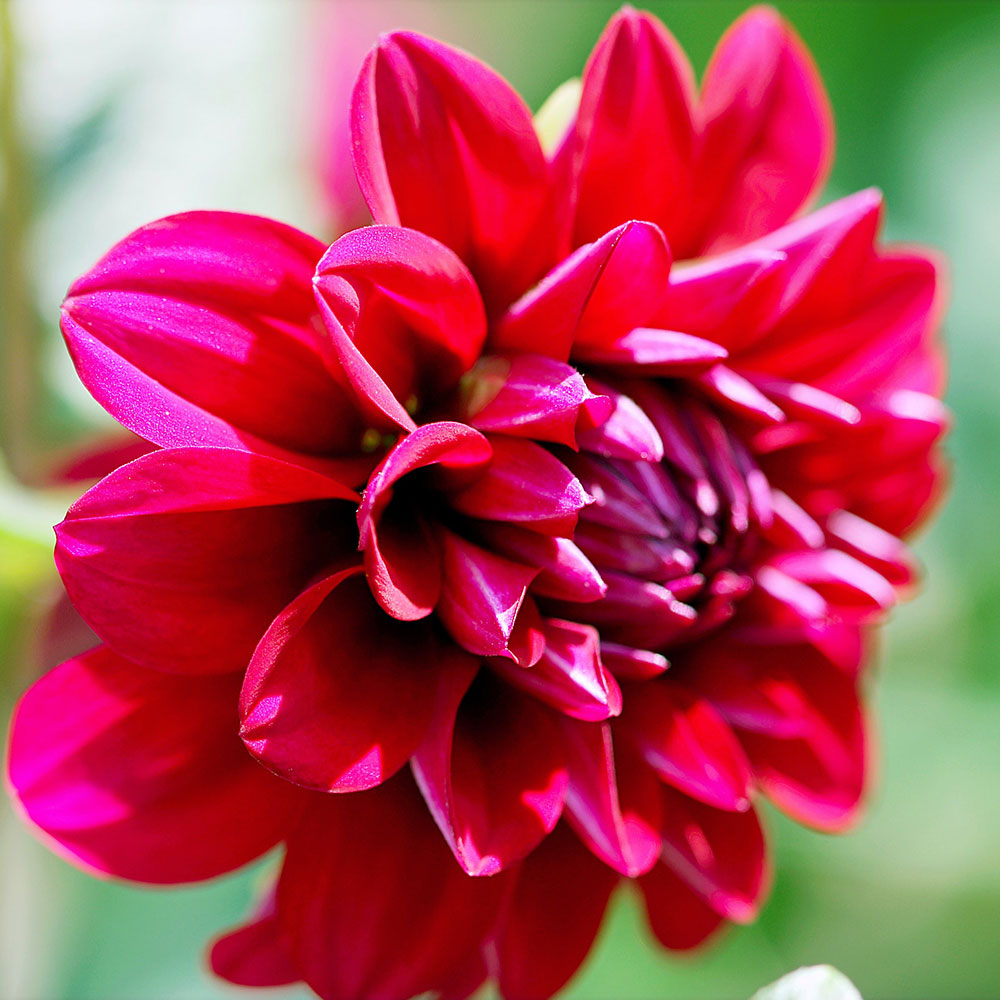 Art Star matrica bútorokhoz, Red Dahlia, Virágok, öntapadós, szélesség ...