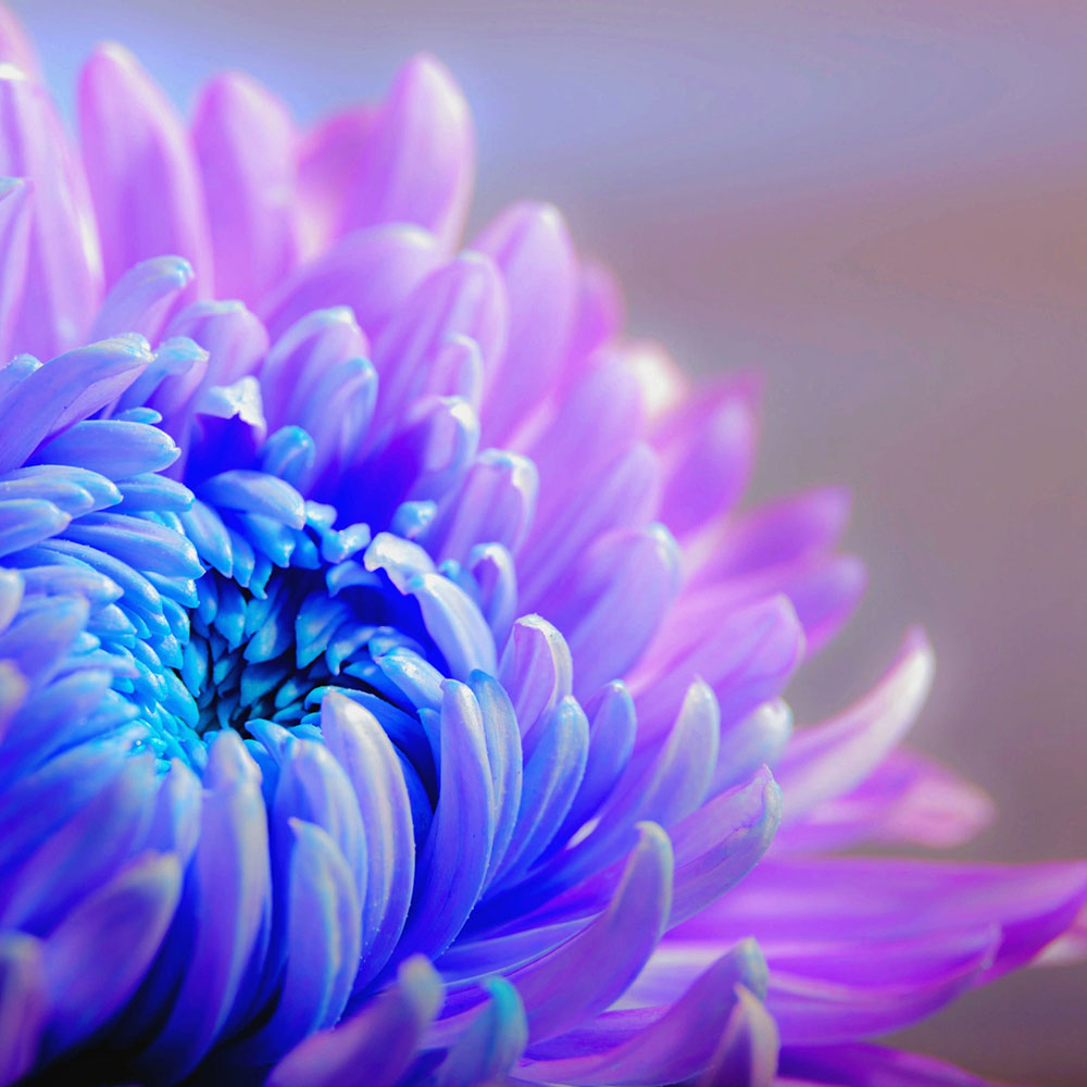 Autocolant Art Star pentru mobilier, Floare in gradient, Flori ...