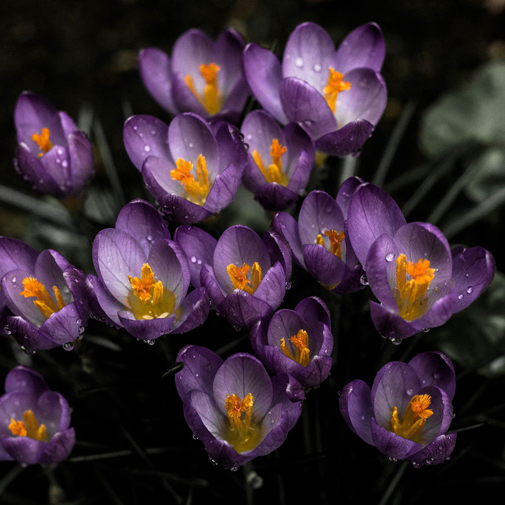 Autocolant Art Star pentru mobilier, Flori violet cu centrul oranj ...