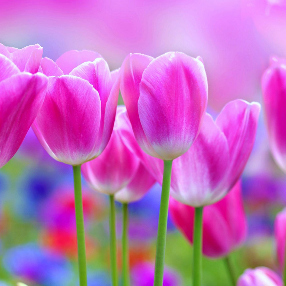 Autocolant Art Star pentru mobilier, Roz aprins, Flori, autoadeziv ...