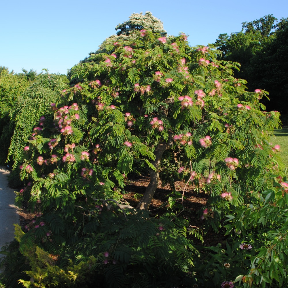 Arbore de Matase Albizia Julibrissin, ghiveci 10 L, 100-120 cm - eMAG.ro