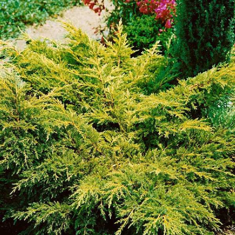 Ienupar Auriu King of Spring, (Juniperus media King of Spring) Ghiveci ...