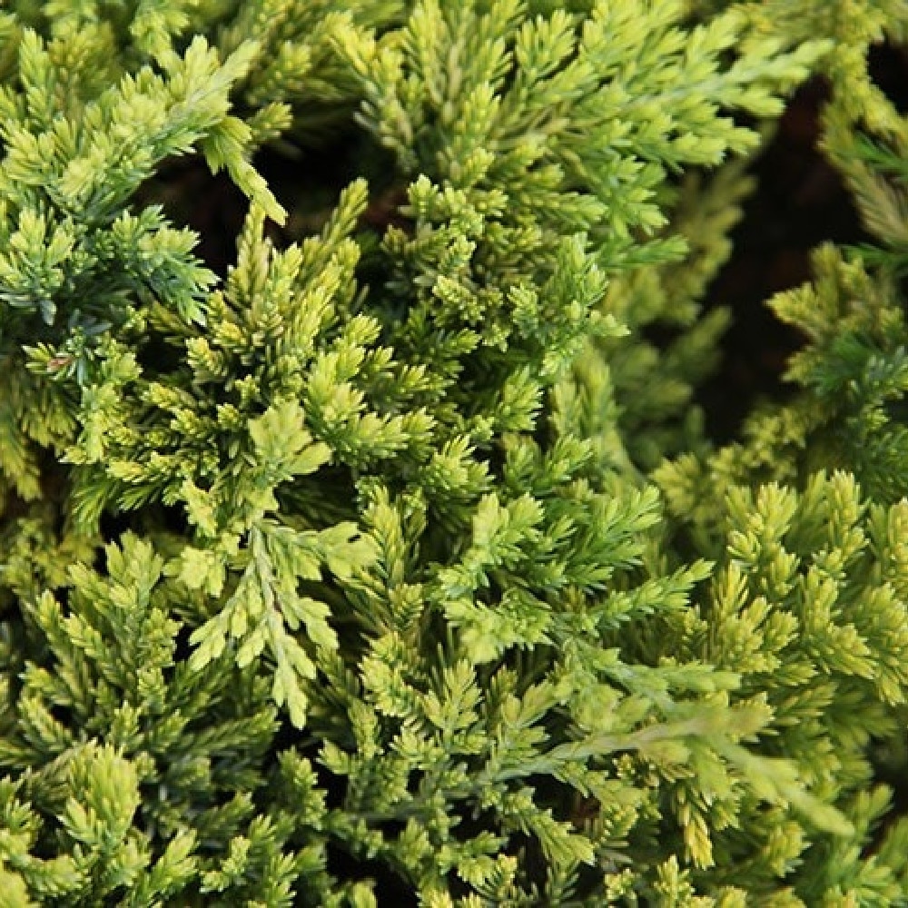 Ienupar Tarator, (Juniperus hor. Golden Carpet) Ghiveci 1 litru - eMAG.ro