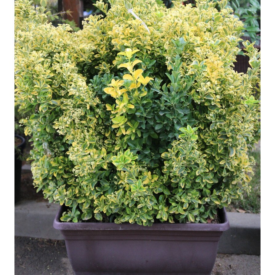 Planta decorativa Evonymus 40-60 cm - eMAG.ro