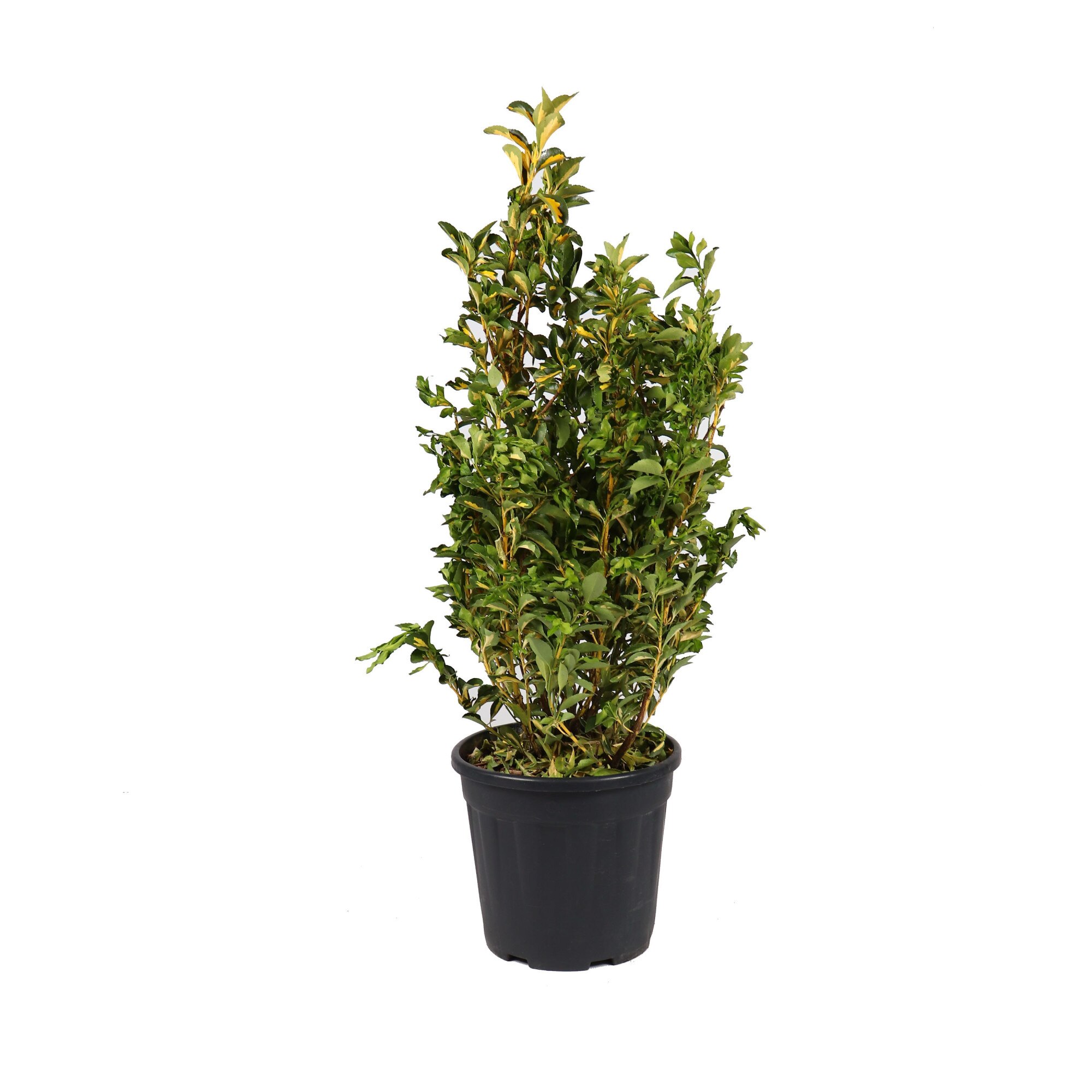 Planta decorativa Evonymus 40-60 cm - eMAG.ro