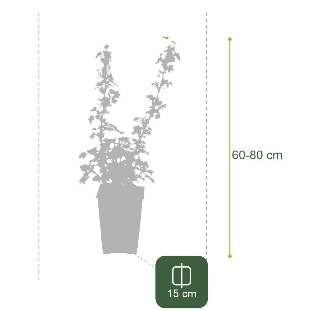 Coacaz Rosu (Ribes rubrum), Ghiveci 3.6 Litri, h 60-80 Cm - eMAG.ro