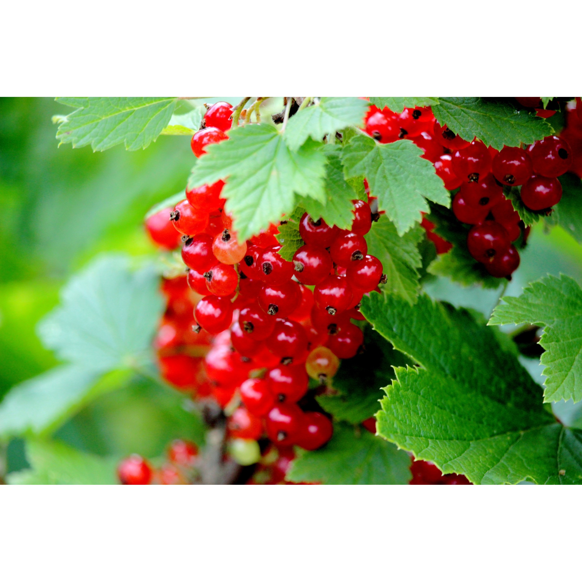 Coacaz Rosu (Ribes rubrum), Ghiveci 3.6 Litri, h 60-80 Cm - eMAG.ro