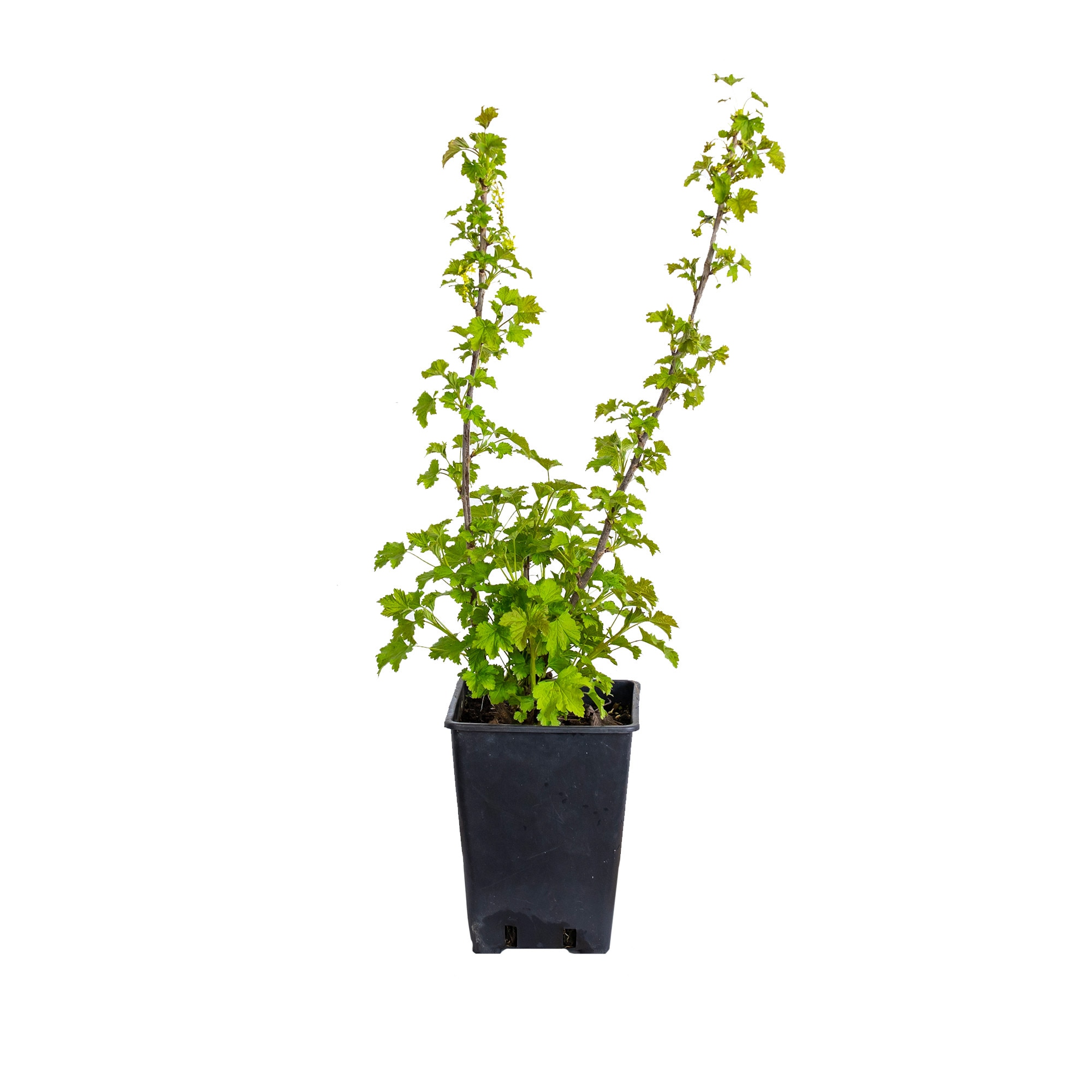 Coacaz Rosu (Ribes rubrum), Ghiveci 3.6 Litri, h 60-80 Cm - eMAG.ro