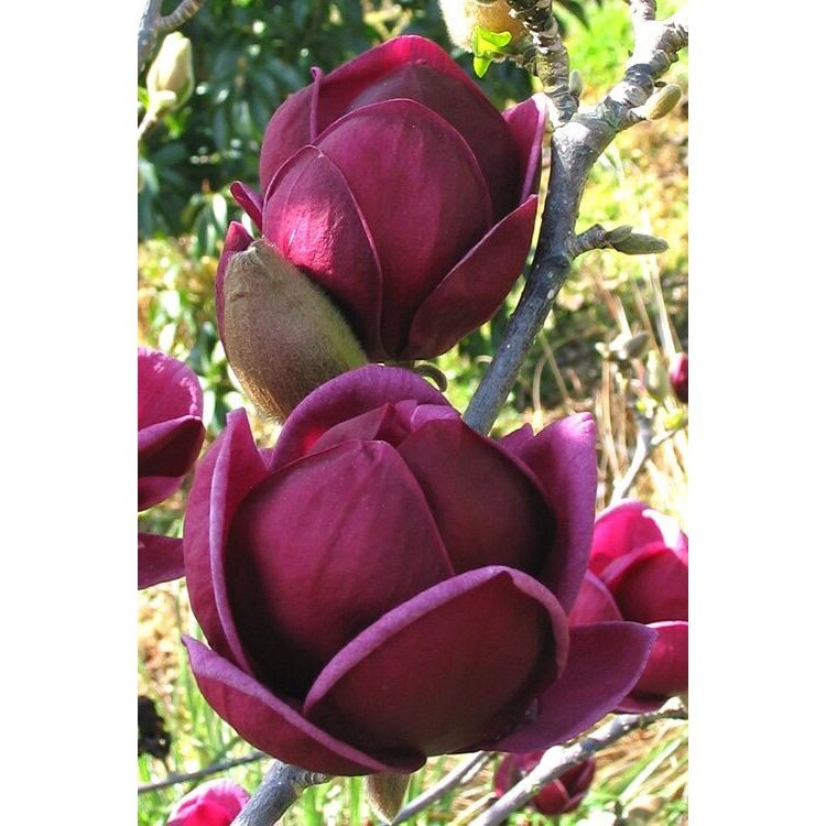 Magnolia Genie Pot 9 Liter Magasság 130-150 cm - eMAG.hu