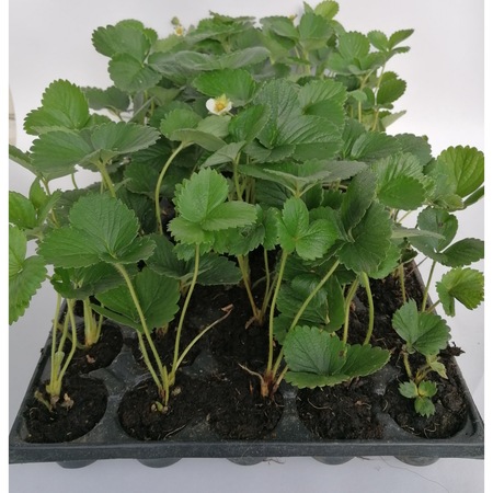 Capsuni remontanti in alveole, 15 cm, 45 bucati - eMAG.ro