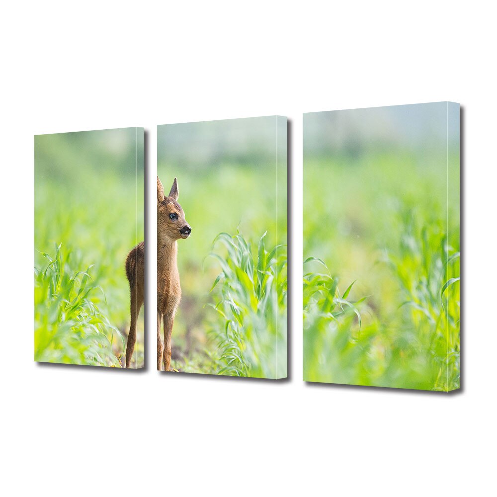 Set Tablouri Multicanvas 3 piese, Art Star, Pui de caprioara ratacit in ...