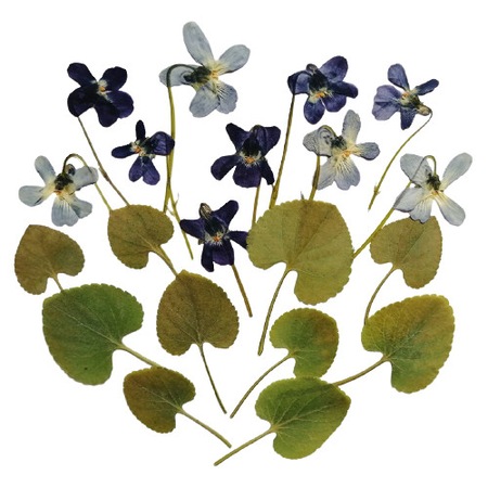 Set 20 flori si frunze presate toporas, Adela Talpes, mov, verde - eMAG.ro