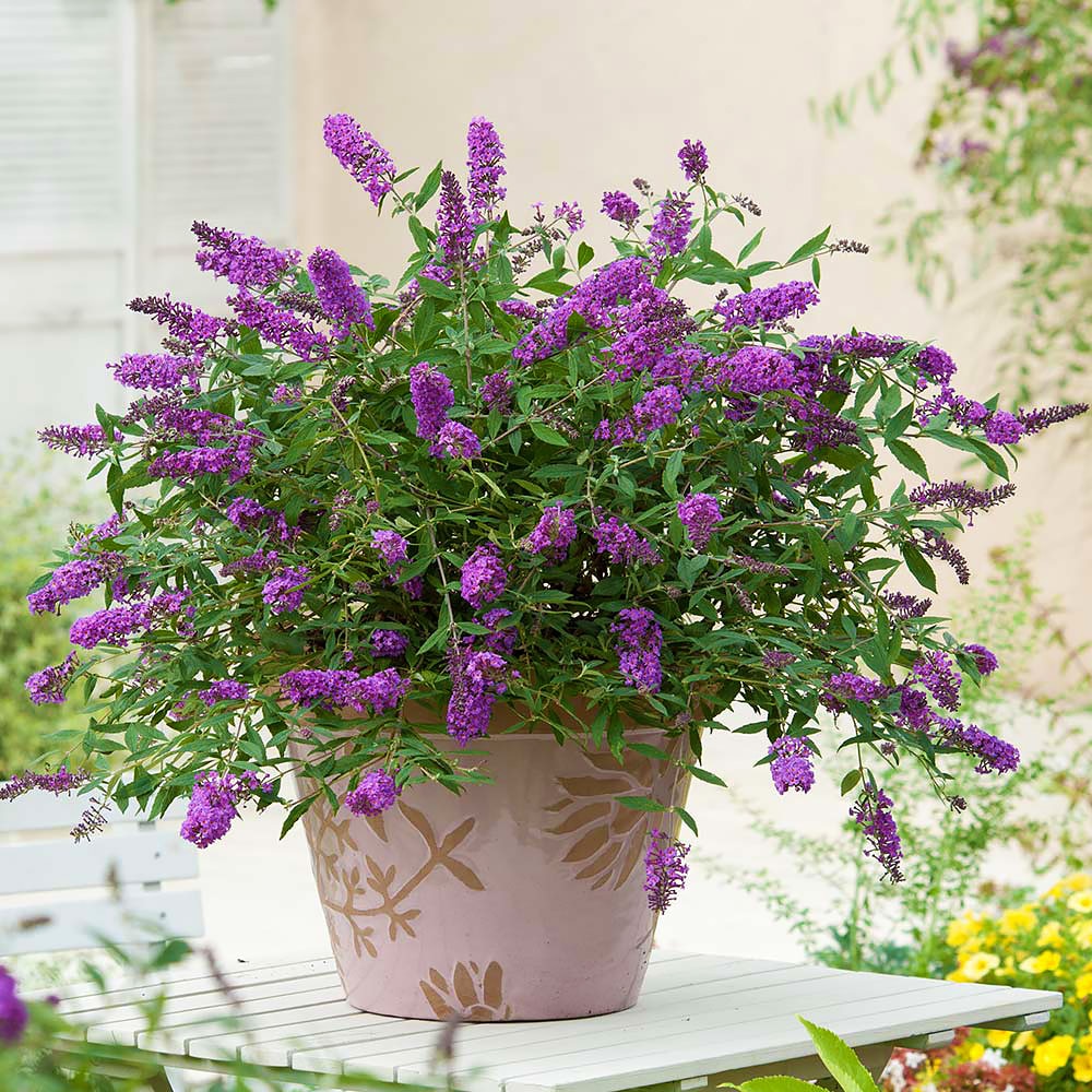 Liliac de vara - Buddleja Orchid Beauty 30 - 40 cm - eMAG.ro
