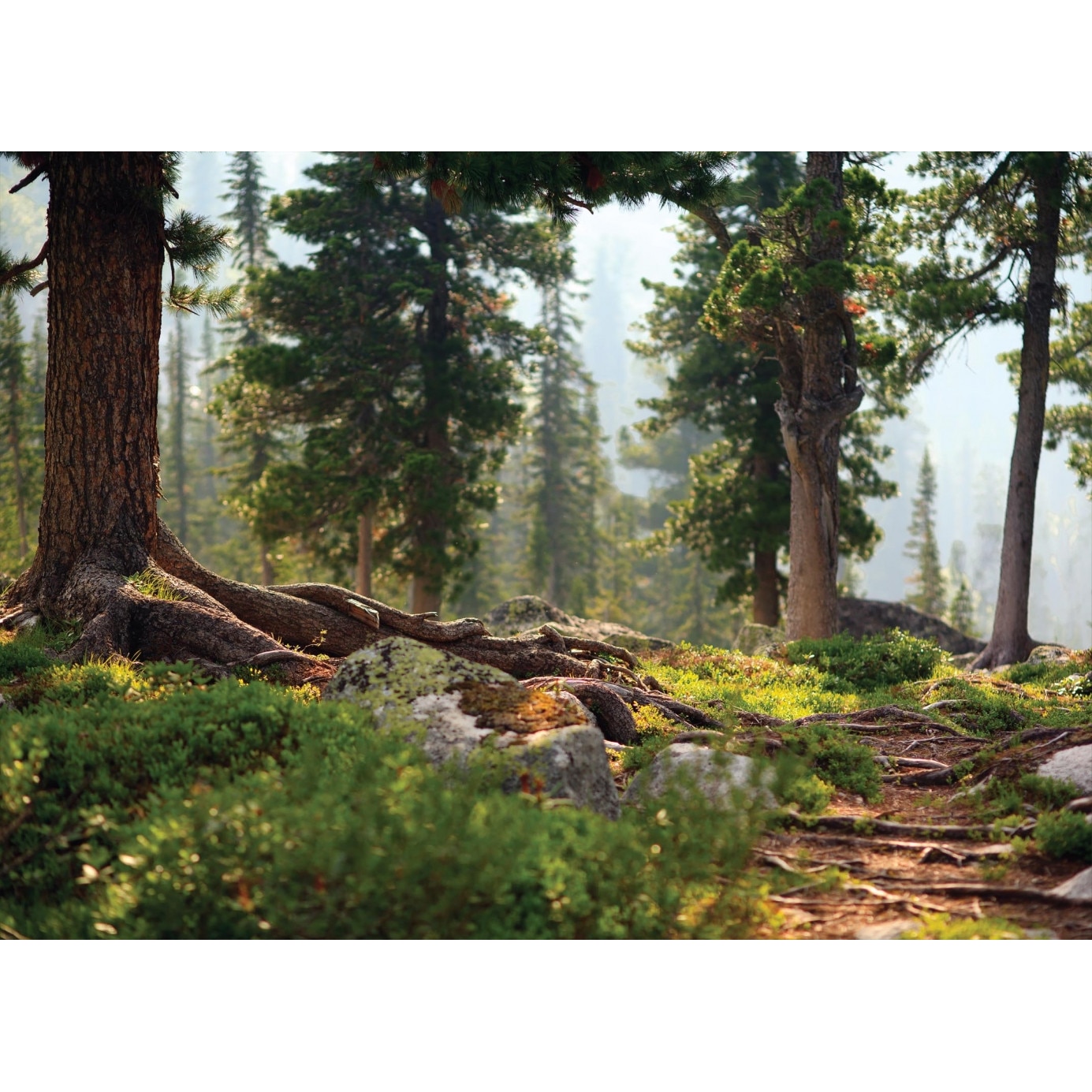 Tapet Dalenor, Vara in padure, 144 x 105 cm, Multicolor - eMAG.ro