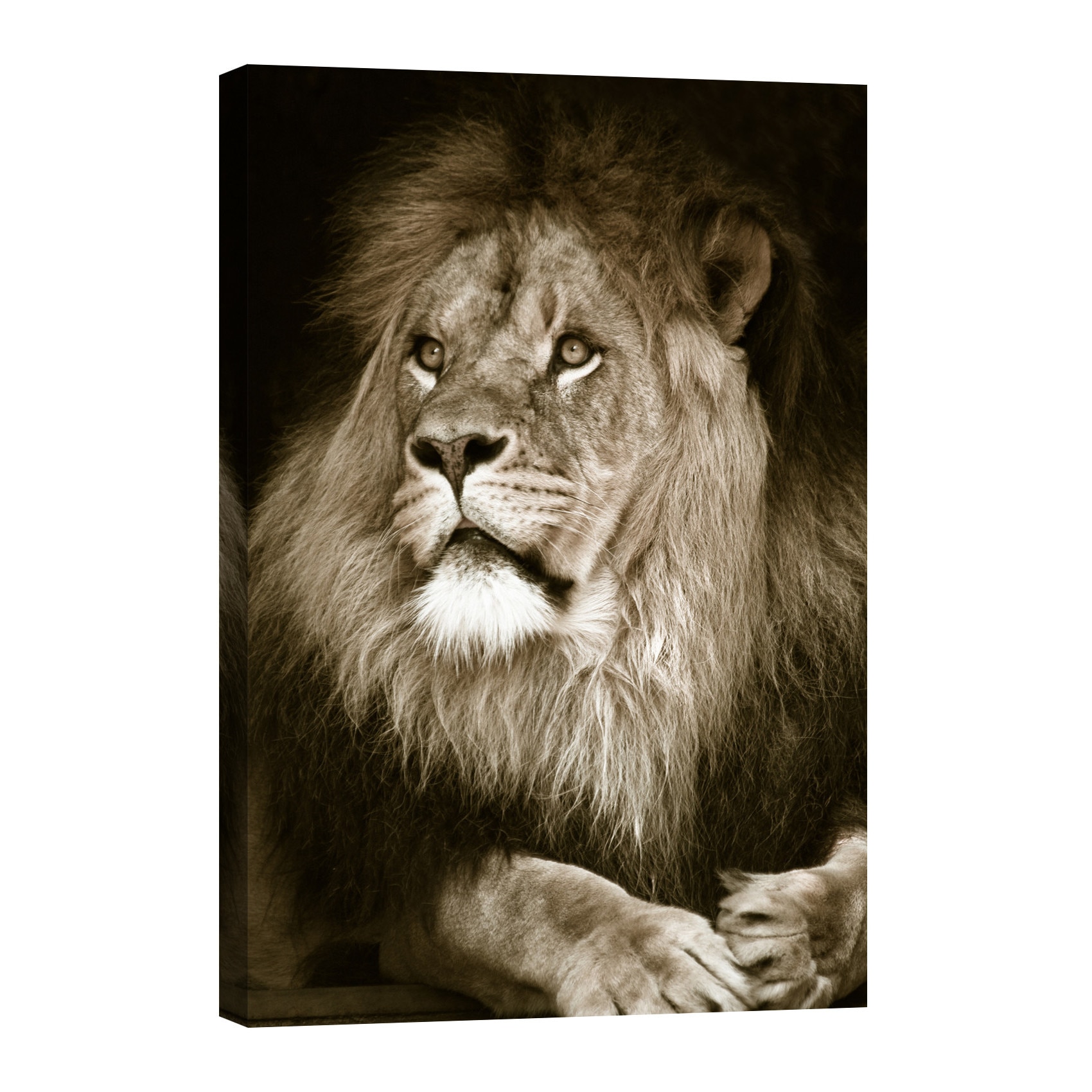 Tablou luminos in intuneric, GlowforHome, Leu African Mascul Mare, 60 ...
