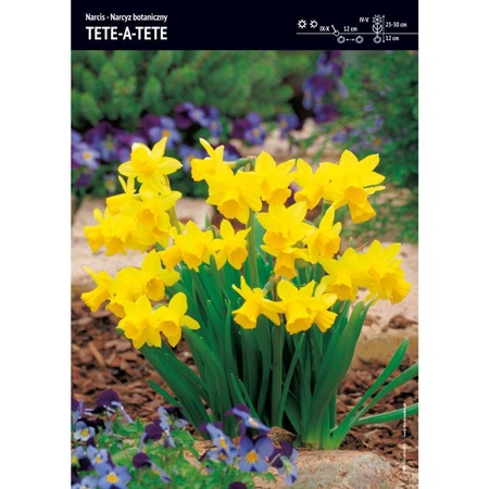 Bulbi narcisa tete-a-tete galbena, 5 bucati - eMAG.ro