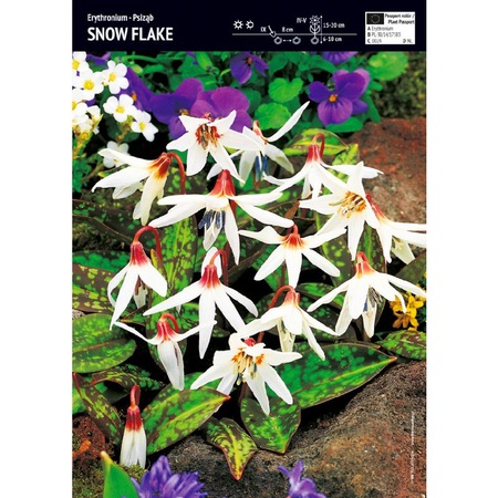 Bulbi crin alb, 3 bucati - eMAG.ro