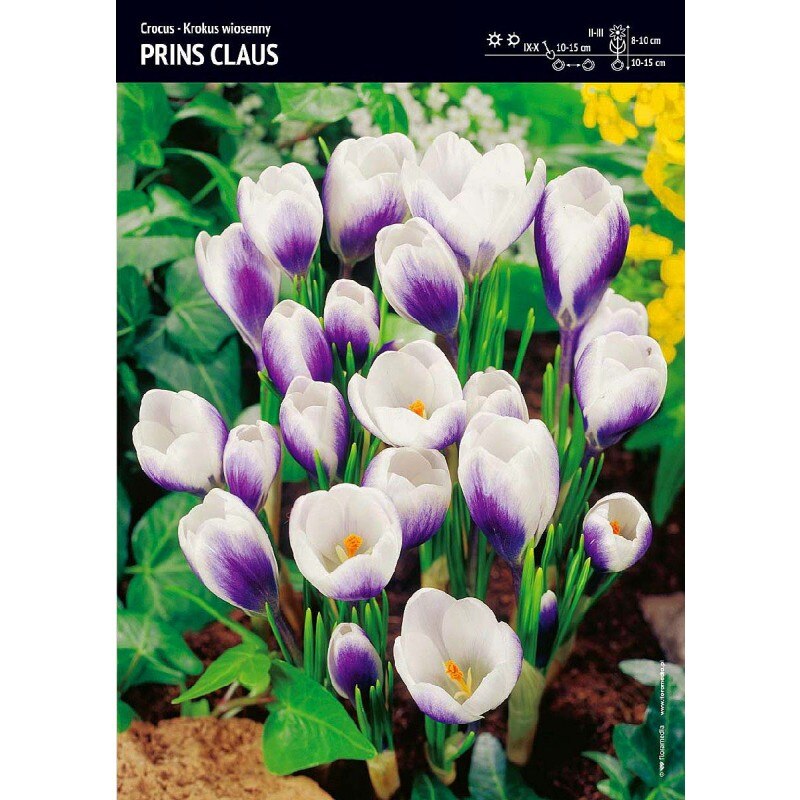 Bulbi Crocus, 10 bucati - eMAG.ro