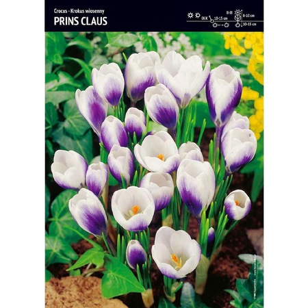 Bulbi Crocus, 10 bucati - eMAG.ro
