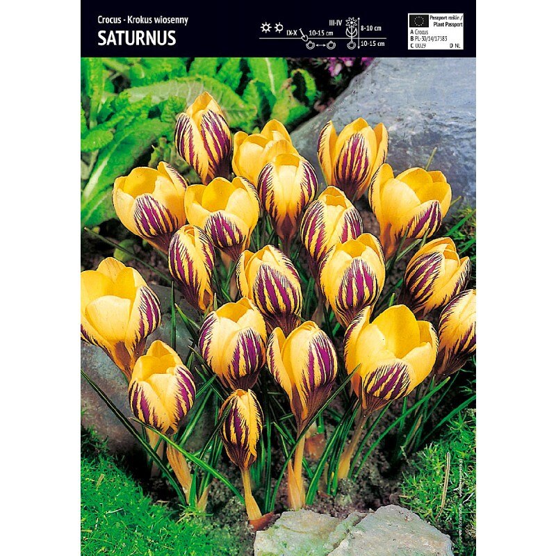 Bulbi Crocus, 10 bucati - eMAG.ro