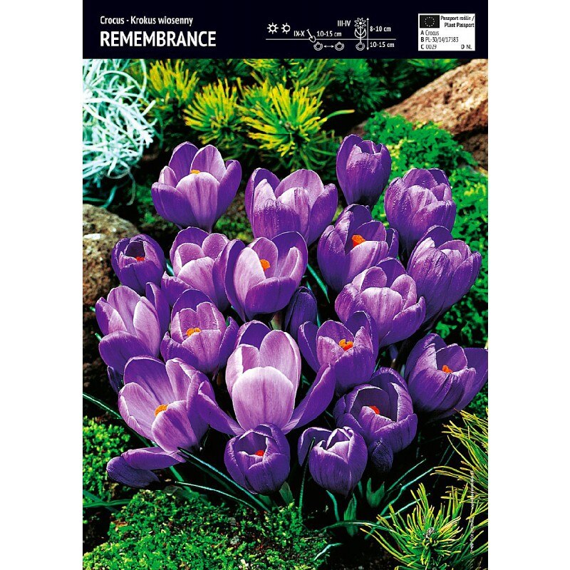 Bulbi Crocus, 10 bucati - eMAG.ro