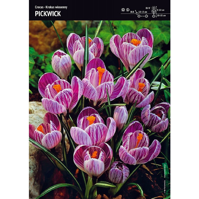 Bulbi Crocus, 10 bucati - eMAG.ro