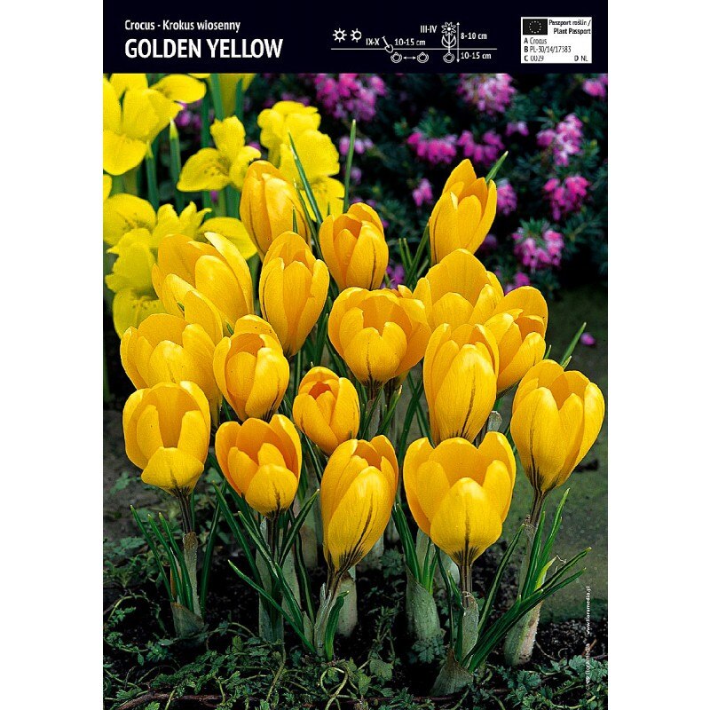 Bulbi Crocus, 10 bucati - eMAG.ro