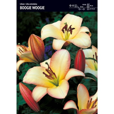 Bulb crin, 1 bucata - eMAG.ro