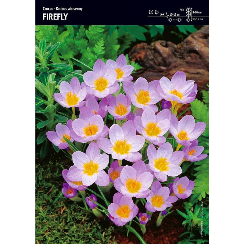 Bulbi Crocus, 10 bucati - eMAG.ro