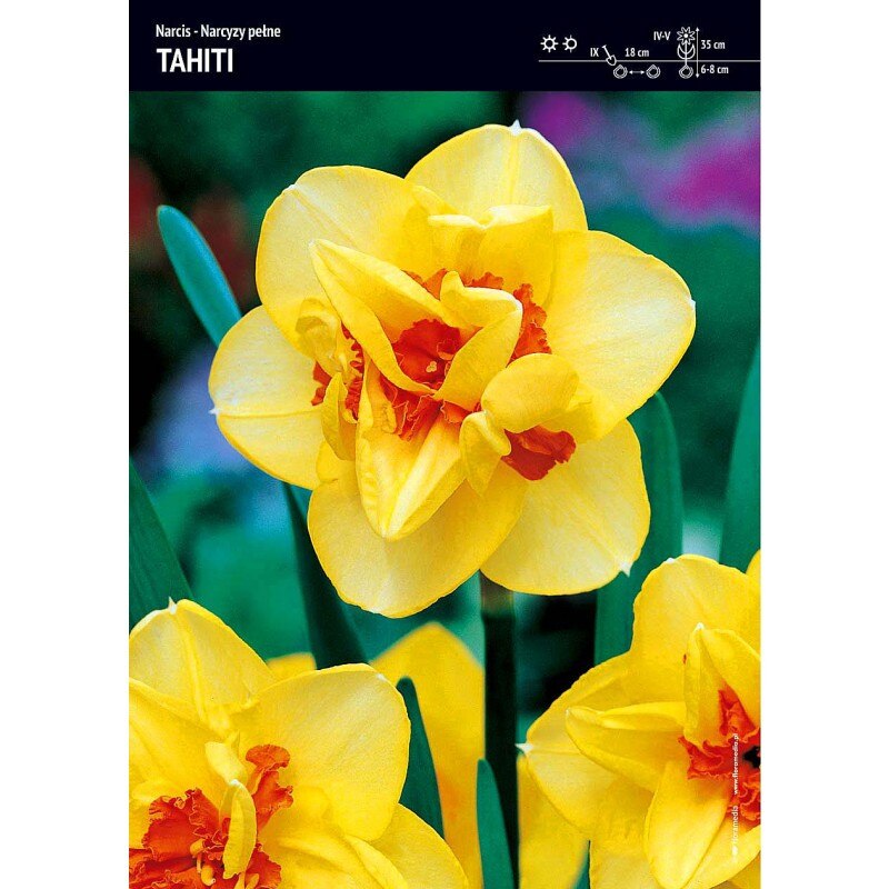 Bulbi narcisa Tahiti, 5 bucati - eMAG.ro