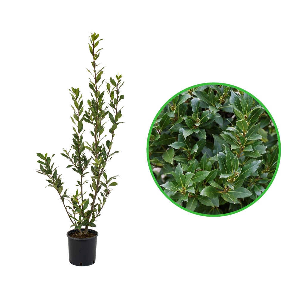 Dafin Prunus Laurus Nobilis, ghiveci 3 L, h 60-80 cm - eMAG.ro