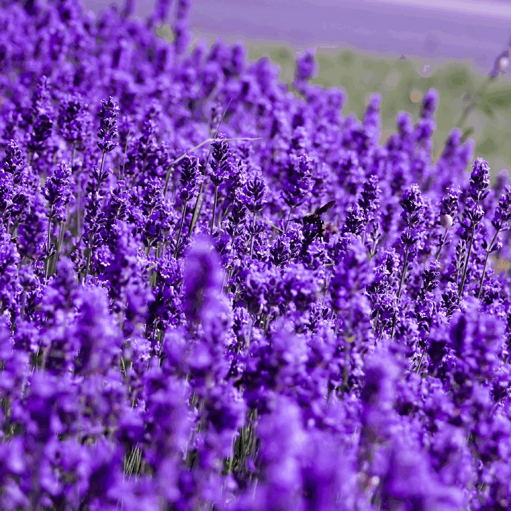 Levantica Lavandula Angustifolia, ghiveci 3 L, h 10-20 cm - eMAG.ro