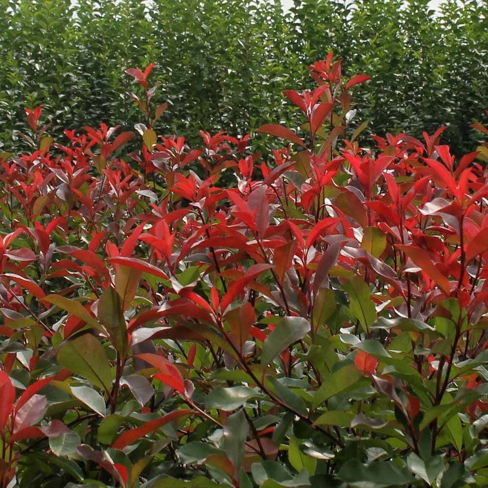 Photinia Red Robin bokor, 3 literes fazék, h 60-80 cm - eMAG.hu