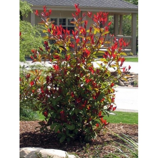 Photinia Red Robin bokor, 3 literes fazék, h 60-80 cm - eMAG.hu