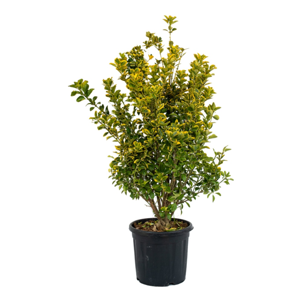 Salba galbena Euonymus Japonicus Aurea, ghiveci 3 L, h 30-40 cm - eMAG.ro