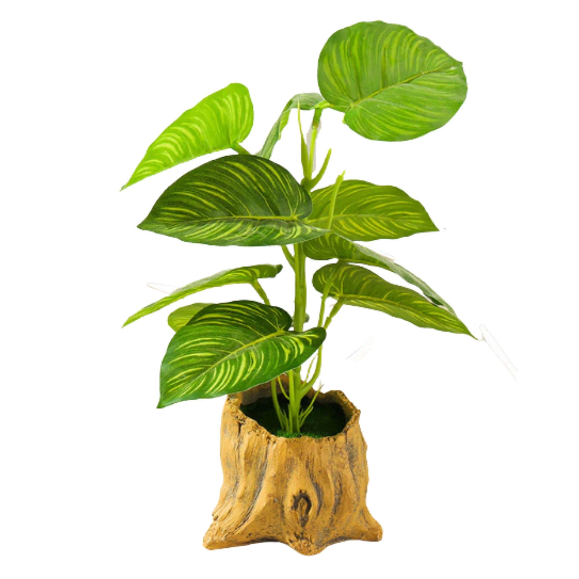 Aranjament Planta Artificiala Calathea in Ghiveci Ornamental Trunchi de ...