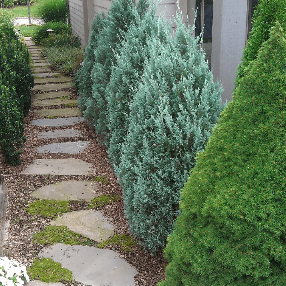 Ienupar Juniperus Columnaris Blue Arrow Skyrocket, ghiveci 10 L, h 140 ...