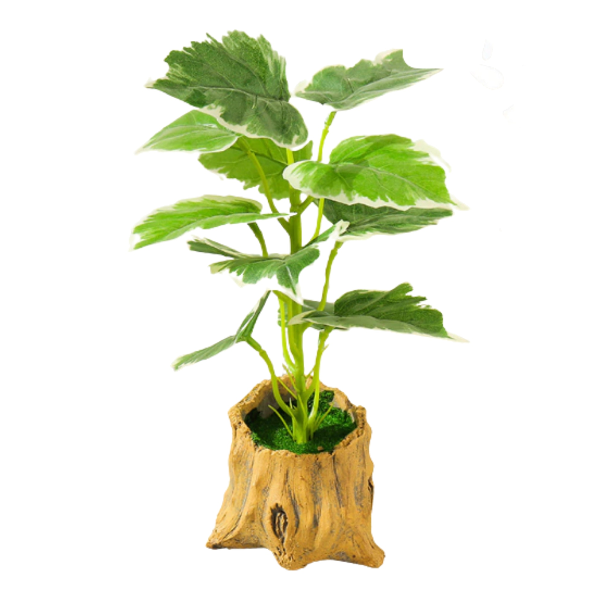 Aranjament Planta Artificiala Peperomia margini albe in Ghiveci ...