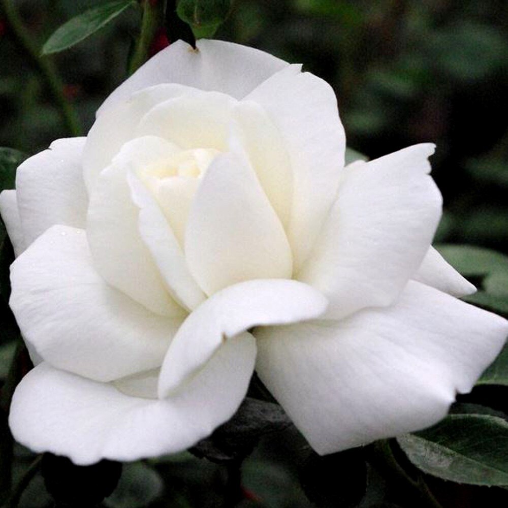 Trandafir catarator alb "Ida Klemm" - eMAG.ro