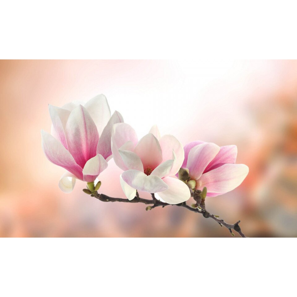 Fototapet, Magnolie roz pal pe un fundal abstract, 350 cm x 250 cm ...
