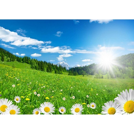Fototapet, Rasaritul soarelui in muntii si flori de musetel, 250 cm x ...