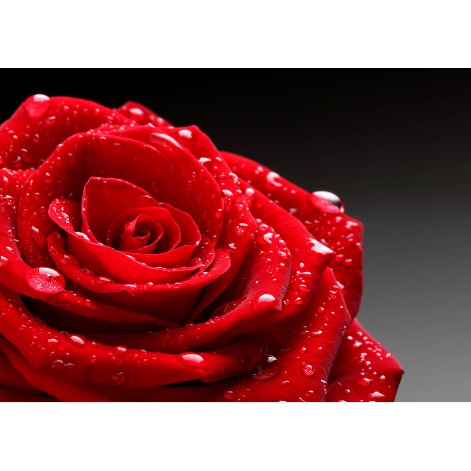 Fototapet, Trandafirul rosu pe un fundal intunecat, 200 cm x 150 cm ...