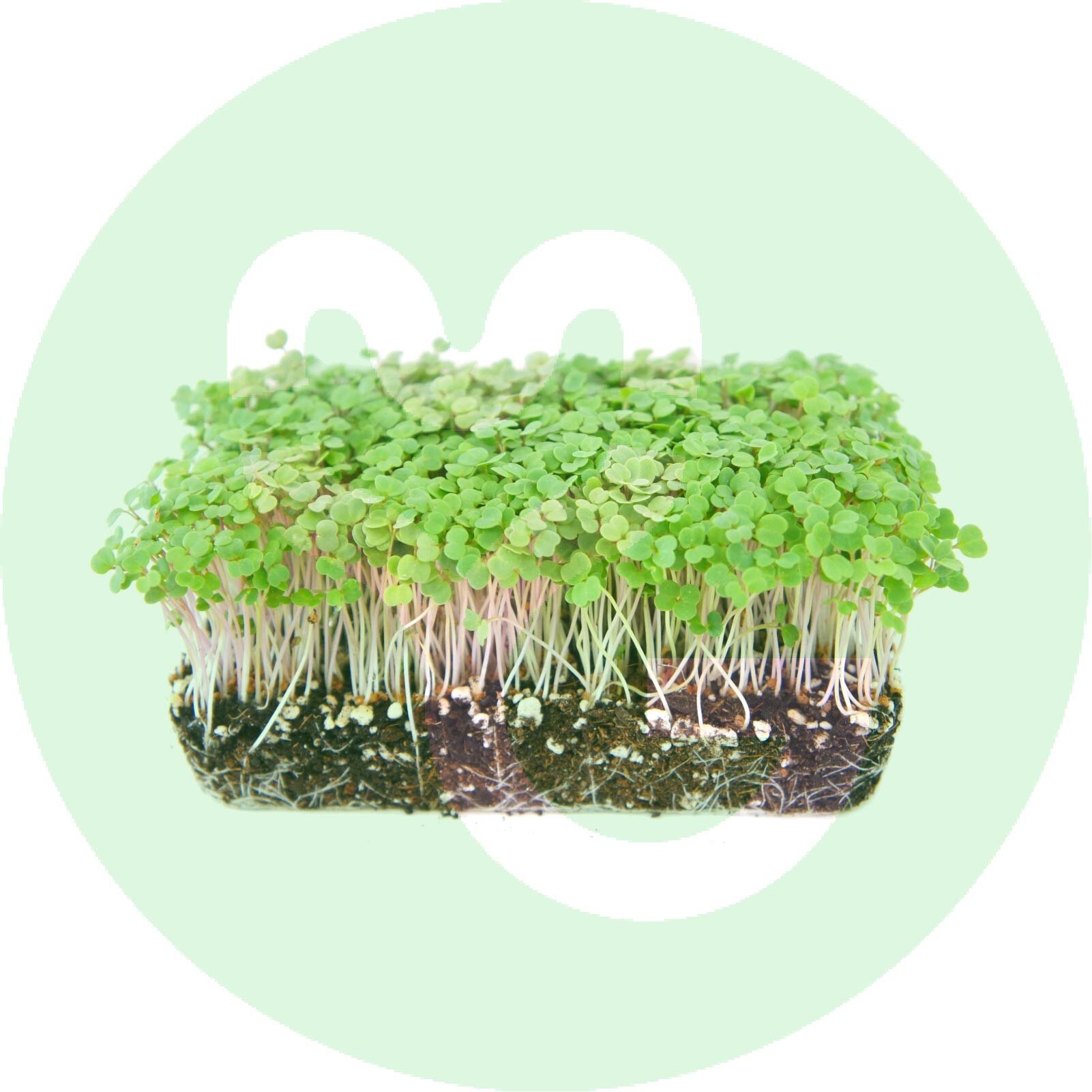 Seminte microplante de Rucola BIO, myGreens, vegan, 100g - eMAG.ro