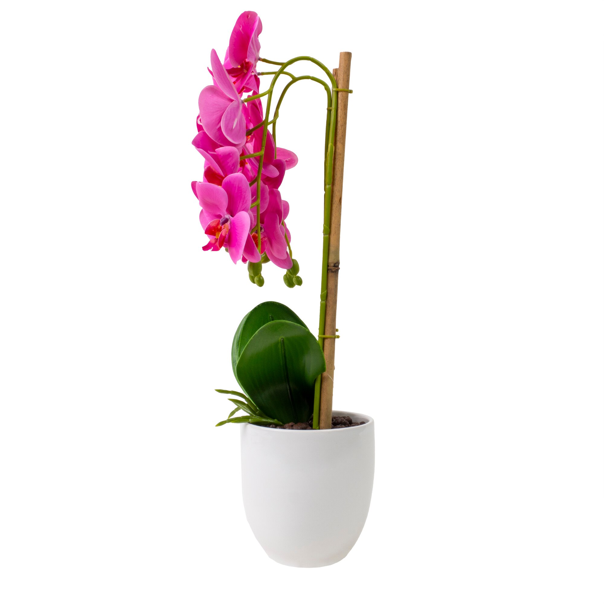 Orhidee 2 fire cu aspect natural in ghiveci ceramic alb, H 50 cm ...