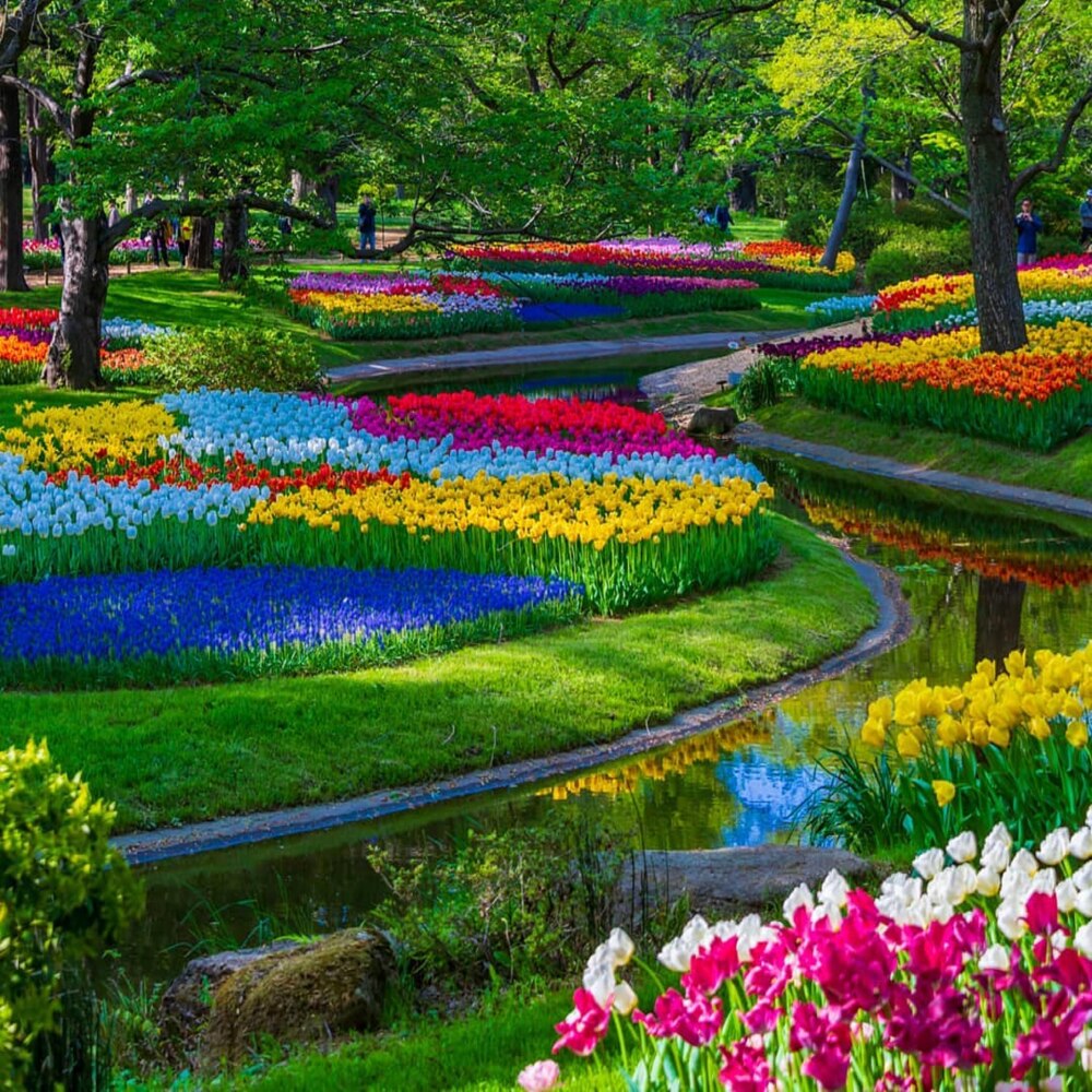 Lalea Tulipa Cape Town 5 bucati - eMAG.ro